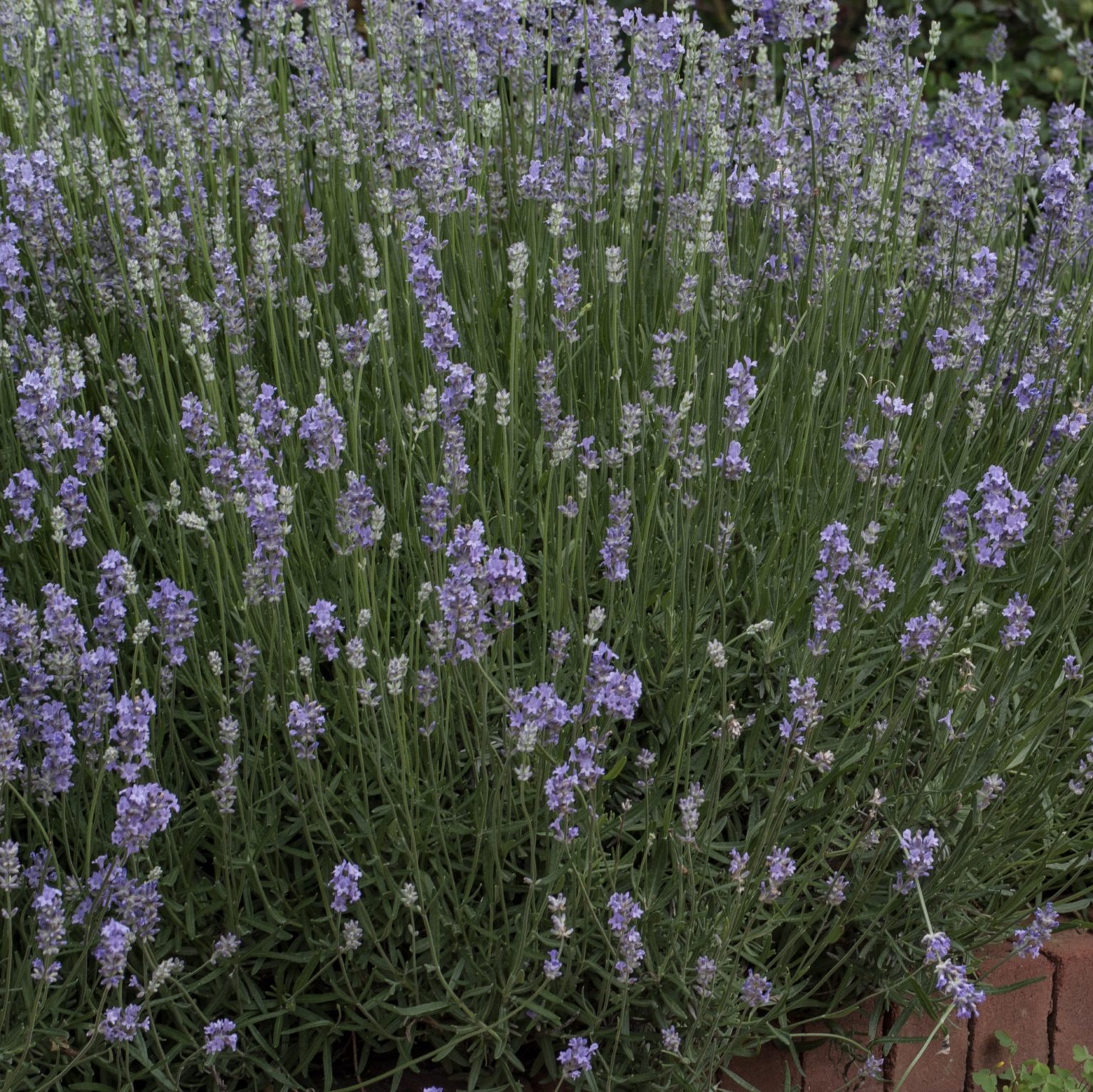 Munstead Lavender Plants | Fragrant, Compact, Hardy Perennial